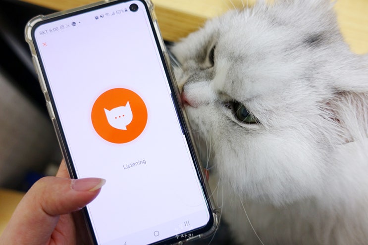 고양이 번역기 어플 "Meow Talk"로 두리랑 대화하기 :) : 네이버 블로그