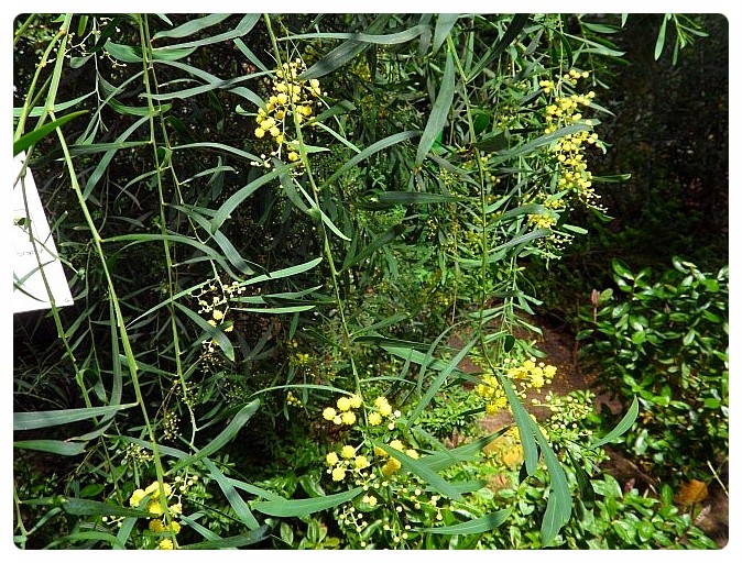 여름향기(Acacia rostellifera) : 네이버 블로그