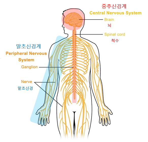 근전도신경전도검사 신경전도검사 근전도검사는 어떤 검사인가요 네이버 블로그