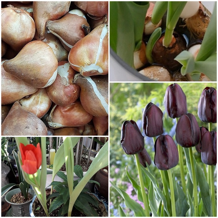 튤립구근 심기 튤립키우기 지금 심고 봄에 꽃보기 네이버 블로그