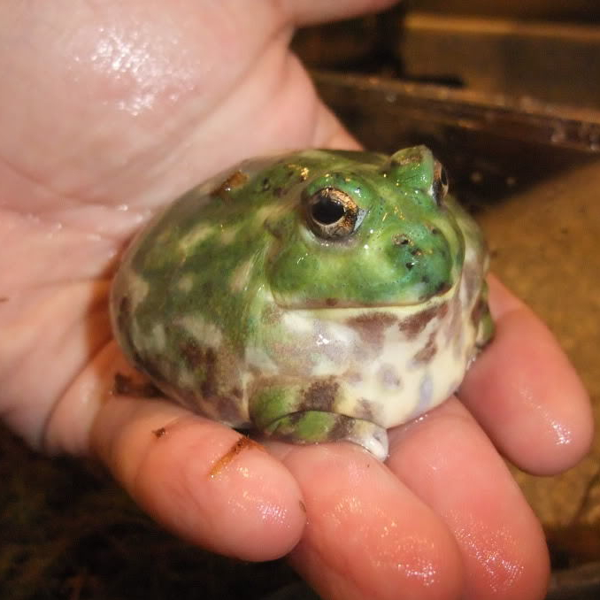 팩꽁이(Chacophrys pierotti) 수입예정입니다. : 네이버 블로그