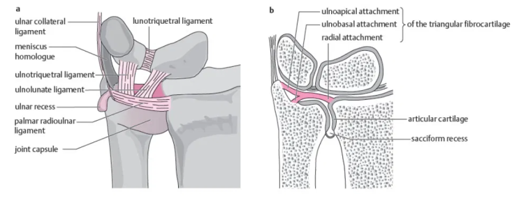 아픈 내손목, 혹시 이렇게 아프다면....? (TFCC injury, 삼각섬유연골복합체 손상) : 네이버 블로그