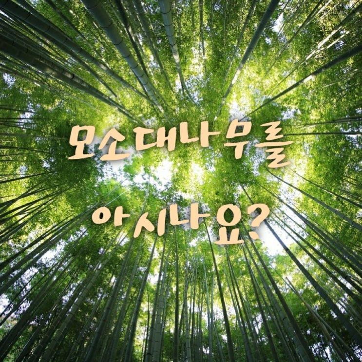 모소대나무 이야기 기다림의 시간 믿음의 시간 Feat 기업은행 광고 네이버 블로그