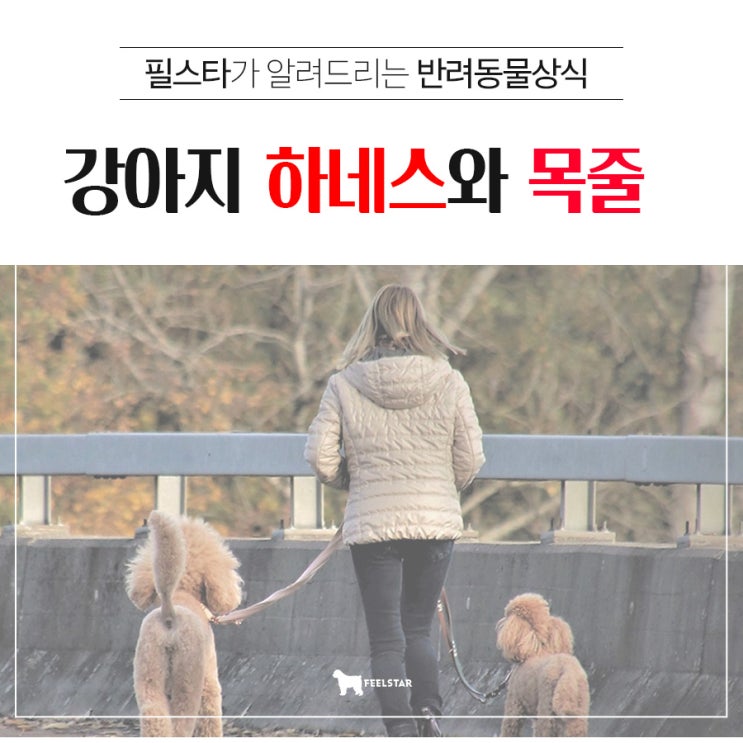 [반려상식] 강아지 하네스 목줄 종류 선택 효과 네이버 블로그