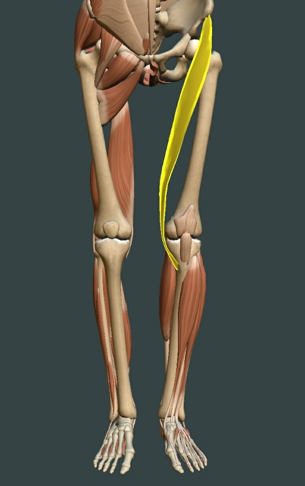 [케이든PT] 하체 해부학(봉공근의 기시점,정지점,기능)(Sartorius/Origin,Insertion,Function ...