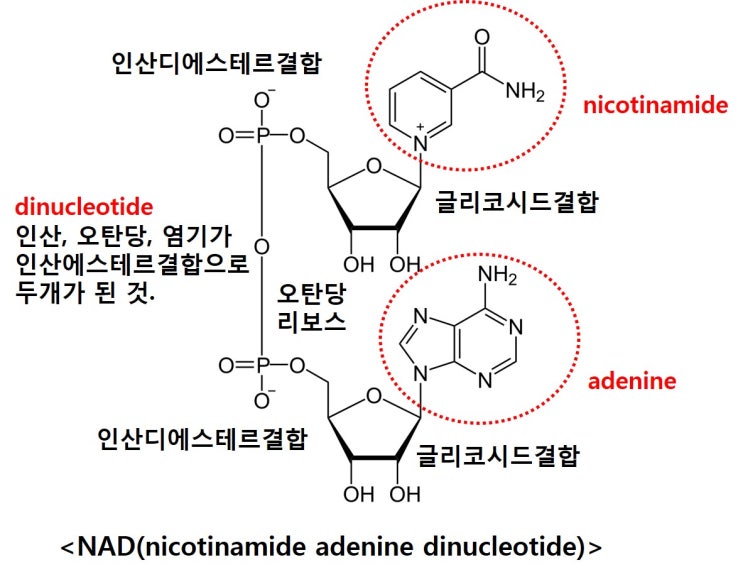 NAD와 NADP의 차이 : 네이버 블로그