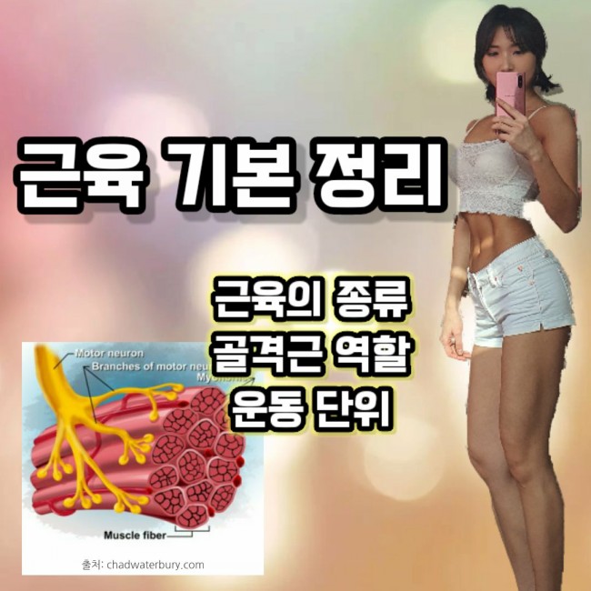 학동 논현 필라테스 근육의 종류 골격근 기본 지식 운동 단위 네이버 블로그