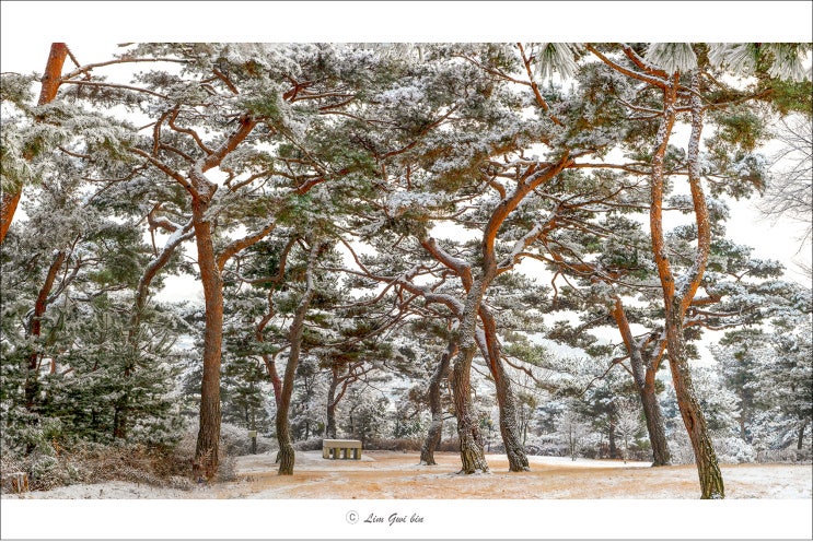 雪 松 : 네이버 블로그