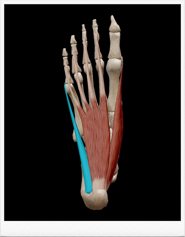 [해부학 - 근육학] 발근육(foot muscle) : 첫째층 - 새끼벌림근(소지외전근ㆍabductor digiti minimi ...
