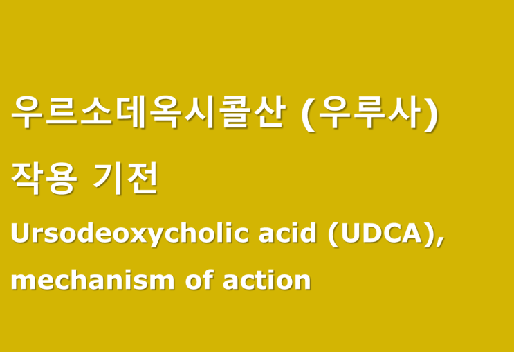 우르소데옥시콜산 (우루사) 작용 기전 , Ursodeoxycholic acid (UDCA), mechanism of action ...