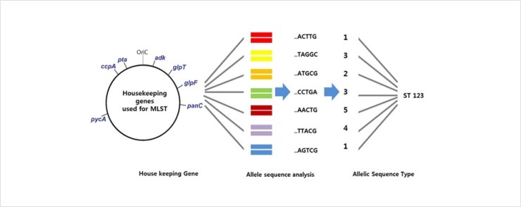 MLST(Multilocus sequence Typing) : 네이버 블로그