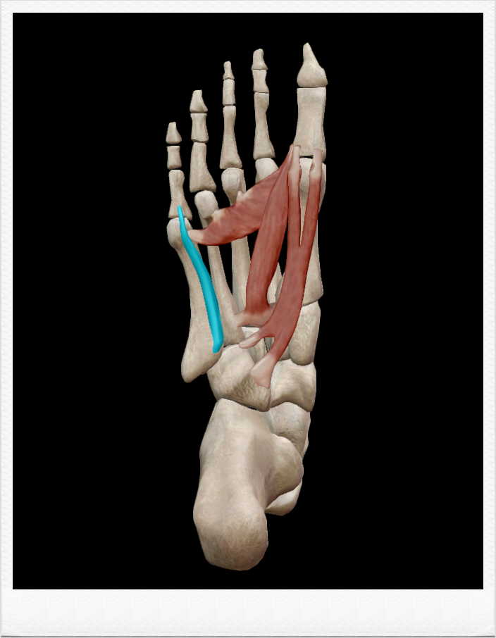 [해부학 - 근육학] 발근육(foot muscle) : 셋째층 - 짧은새끼굽힘근(단소지굴근ㆍflexor digiti minimi ...