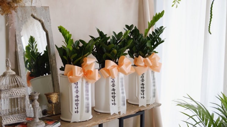 개업화분 추천 사무실 화분 세종시 화원 대전 화분 청주 식물 세종 공주 개업화분 집들이 선물 승진