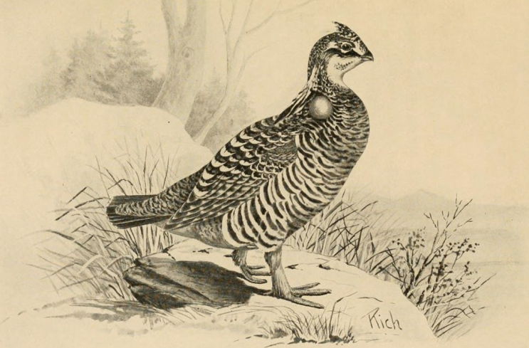 Actually, It's not a chicken, It's the North American heath hen. : 네이버 블로그