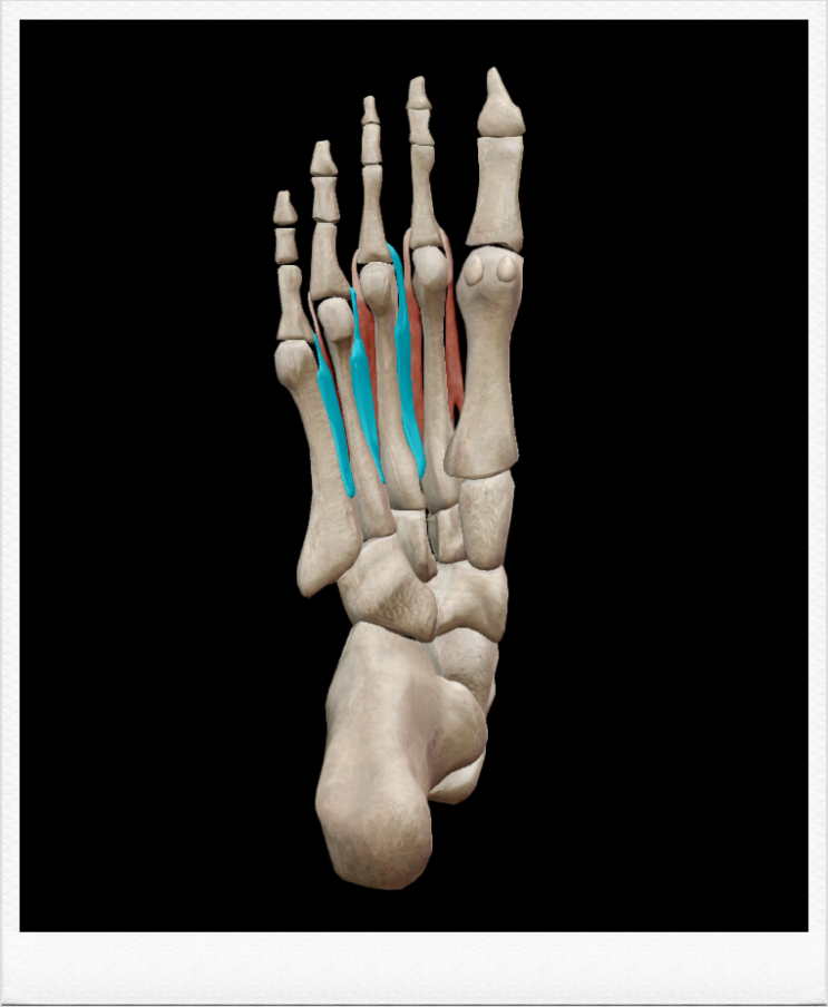 [해부학 - 근육학] 발근육(foot muscle) : 넷째층 - 바닥쪽뼈사이근(족척골간근ㆍplantar interossei ...