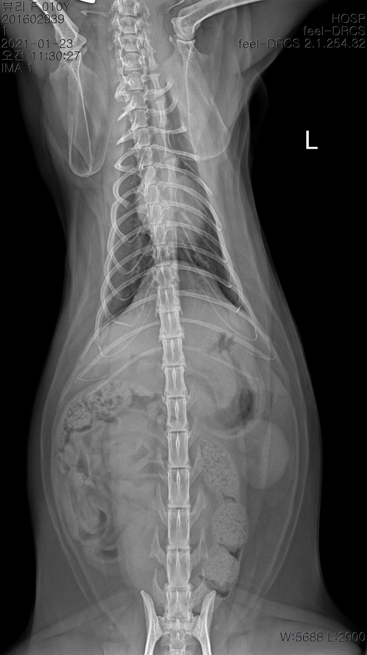 마포동물병원 고양이 치아 흡수성병변 (FORL) 건강검진 : 네이버 블로그