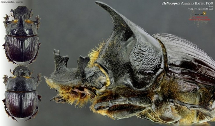 가장 큰 소똥구리 Heliocopris dominus : 네이버 블로그