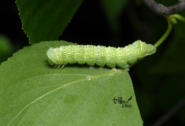 주홍띠밤나방 Orthosia evanida (유충, 애벌레) : 네이버 블로그