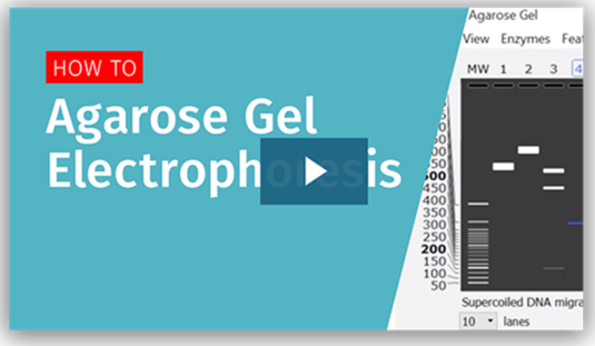 [SnapGene]아가로스겔 전기영동 : 네이버 블로그