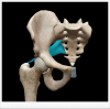 해부학 근육학 넙다리근육thigh Muscle 볼기근육 궁둥구멍근이상근ㆍpiriformis 네이버 블로그