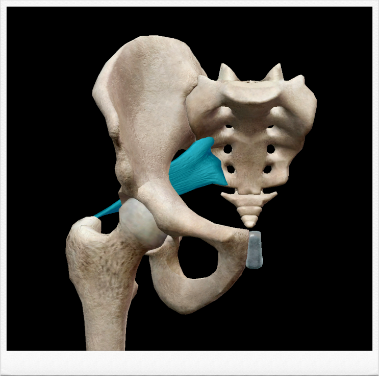 해부학 근육학 넙다리근육thigh Muscle 볼기근육 궁둥구멍근이상근ㆍpiriformis 네이버 블로그