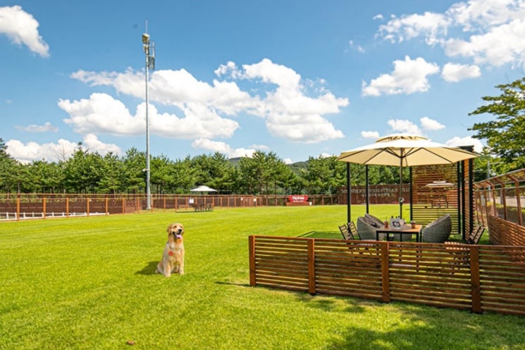 닥터트립 - 반려동물과 함께하는 "소노펫클럽 앤 리조트" : 네이버 블로그