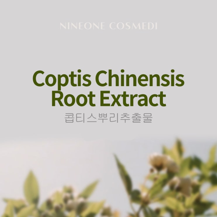 [화장품성분사전] 콥티스뿌리추출물(Coptis Chinensis Root Extract) : 네이버 블로그