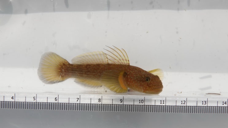 전북 임실군 신평면, 섬진강, 20210131 : 네이버 블로그