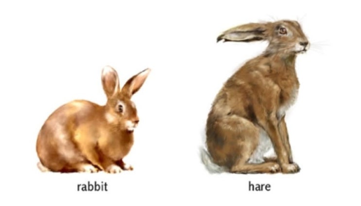 [궁금한것] Hare vs. Rabbit 차이점? : 네이버 블로그