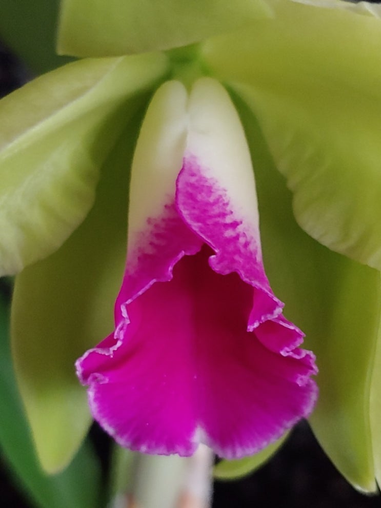 Cattleya Lady Lisa : 네이버 블로그