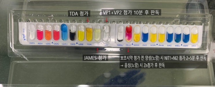 API 20E 키트로 살모넬라(salmonella) 동정 확인 : 네이버 블로그
