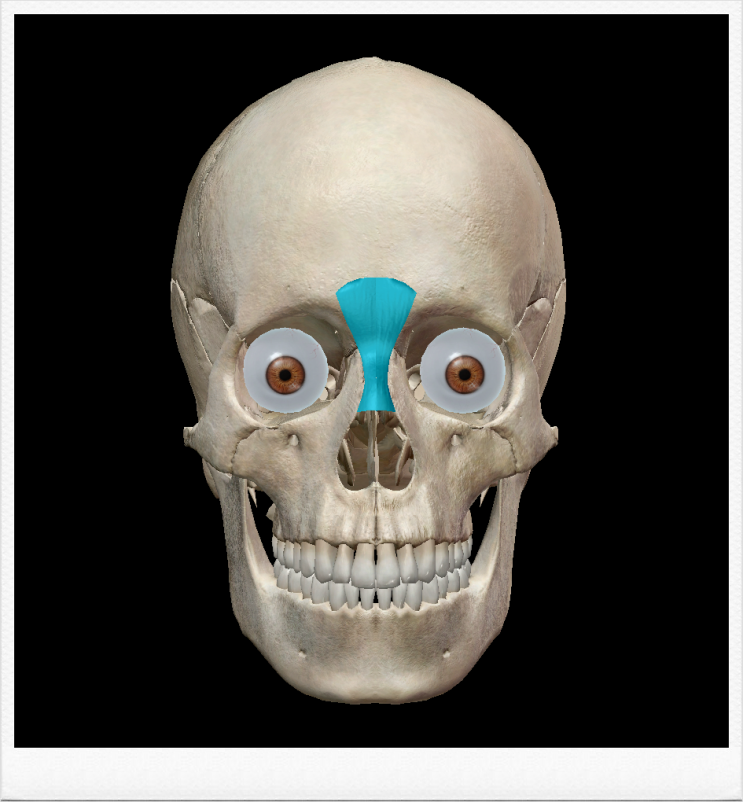[해부학 - 근육학] 얼굴근육(facial muscle) - 눈살근(비근근ㆍprocerus) : 네이버 블로그