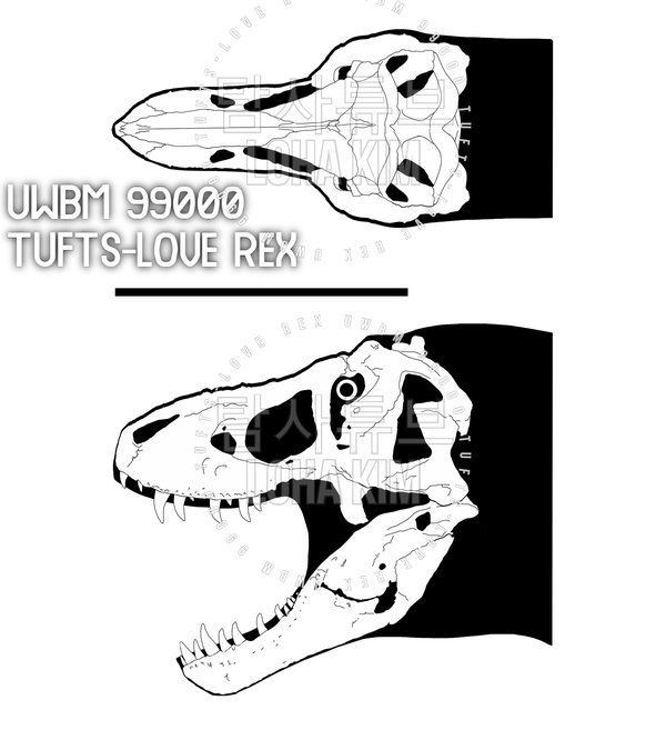 UWBM 99000 'Tufts-love rex' Skull reconstruction : 네이버 블로그