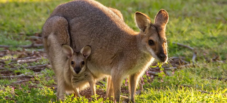 캐나다 수학 경시대회 Canadian Math Kangaroo Contest 를 신청 : 네이버 블로그