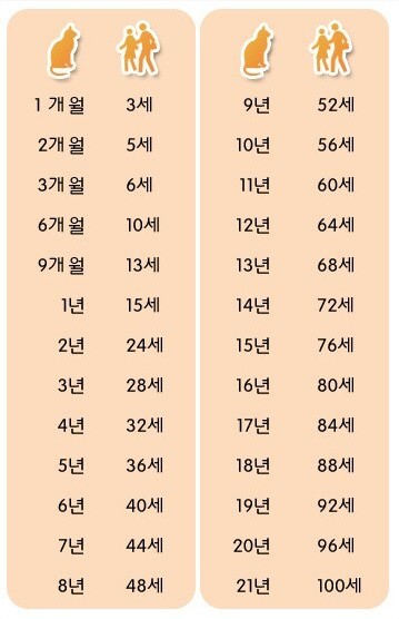 고양이 사람 나이 비교 : 네이버 블로그