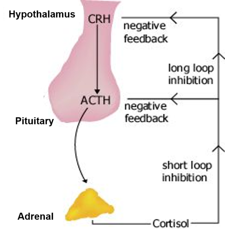 ACTH 검사와 Cortisol : 네이버 블로그
