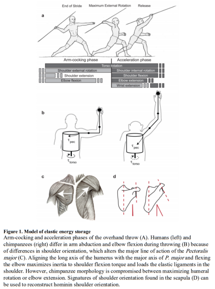 The conundrum that is the shoulder [1] -Assessment (Lewis 2016) : 네이버 블로그