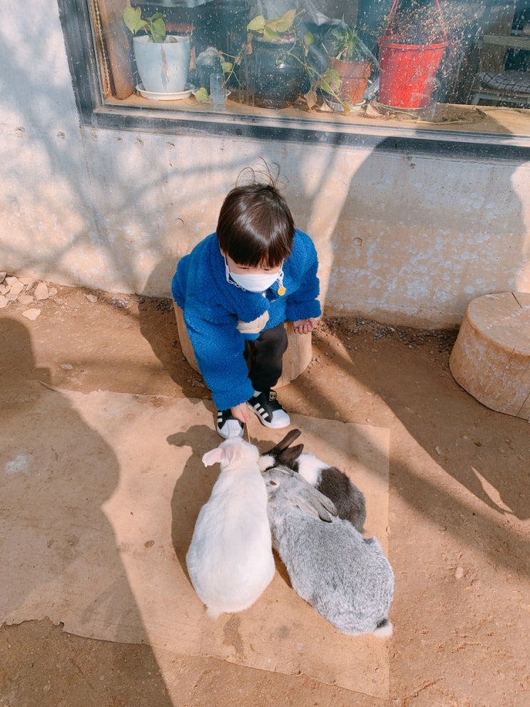 아기랑 갈만한곳 파주 석죽재물고기나무 토끼굴체험 굳 네이버 블로그