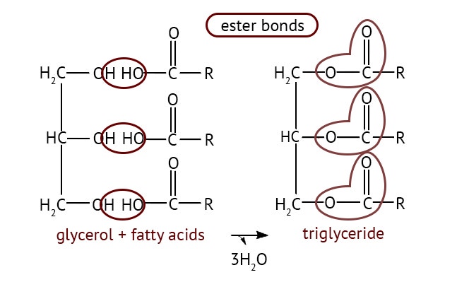 오메가3의 이해: 화학 구조, 제조, 효능 및 선택 : 네이버 블로그