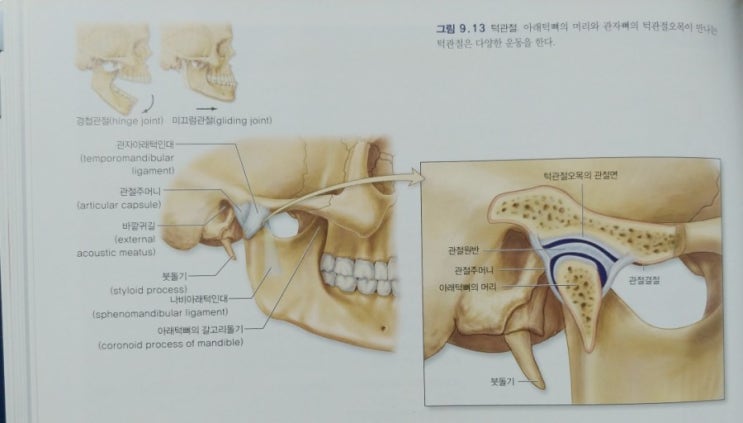 턱과 귀 통증 턱에서 소리가 나요 턱관절 장애1 자연요법 기타자극요법 네이버 블로그