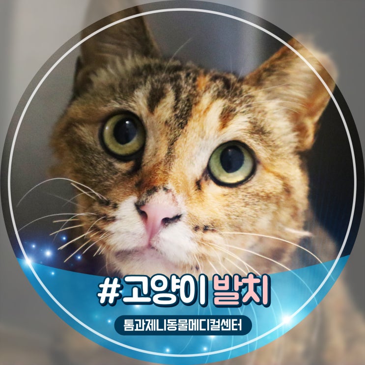 고양이 구내염 증상 있는 길고양이 전발치 후기 : 네이버 블로그