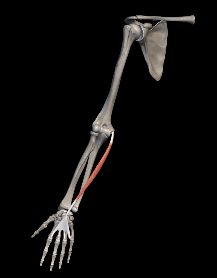 긴손바닥근장장근 Palmaris Longus이란 네이버 블로그