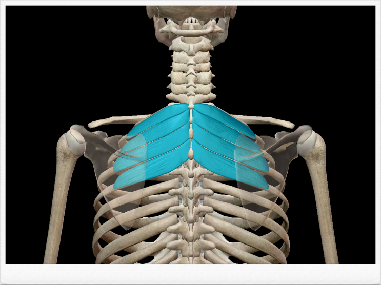 [해부학 - 근육학] 중간등근육 - 위뒤톱니근(상후거근ㆍserratus posterior superior) : 네이버 블로그