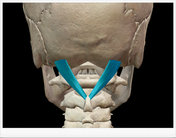 [해부학 - 근육학] 뒤통수밑근육 - 큰뒤머리곧은근(대후두직근ㆍrectus capitis posterior major ...