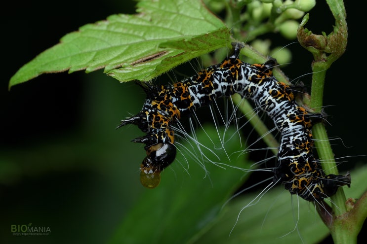 기생얼룩나방 애벌레 : 네이버 블로그