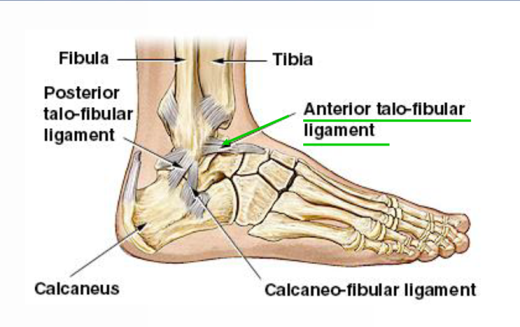 [근골격계 검사] ATFL, PTFL, CFL 손상과 검사에 대해서 리플레이 연세와 같이 알아보아요! #신촌PT #신촌필라 ...