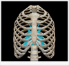 해부학 근육학 가슴우리근육muscle Of Thoracic Cage 가슴가로근흉횡근ㆍtransversus