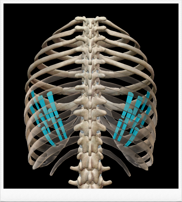 [해부학 - 근육학] 가슴우리근육(muscle of thoracic cage) - 갈비밑근(늑하근ㆍsubcostalis ...