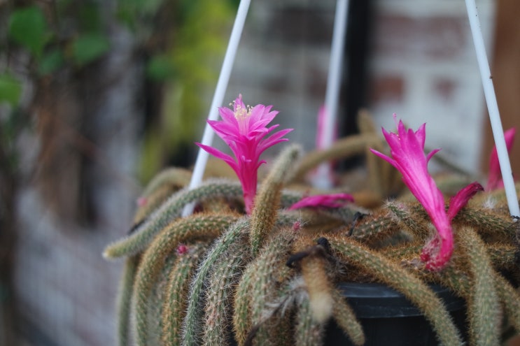 반가워,새봄 : 네이버 블로그