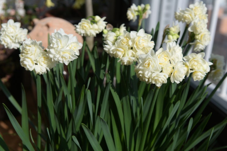 수선화 엘리치어(Narcissus 'Erlicheer') : 네이버 블로그